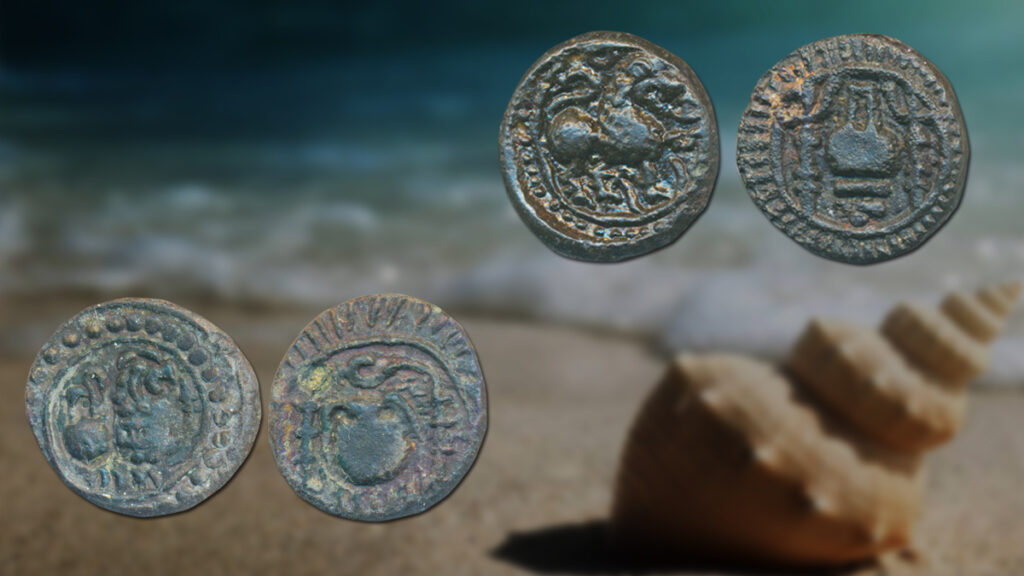 Conch Shell Vintage coins: An illustration of Marine Treasure - Blog ...