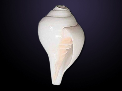 Conch Shell Vintage coins: An illustration of Marine Treasure - Blog ...